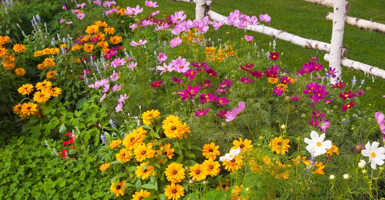 ما الذي يمكن أن تزرعه في الصيف؟ قائمة بأجمل النباتات الزينة التي تزرع في الصيف - تقنيات الزراعة ...